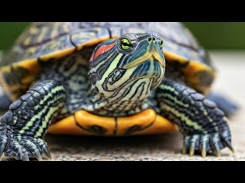 Red-Eared Slider turtles Behavior - A Beginners Guide - YouTube