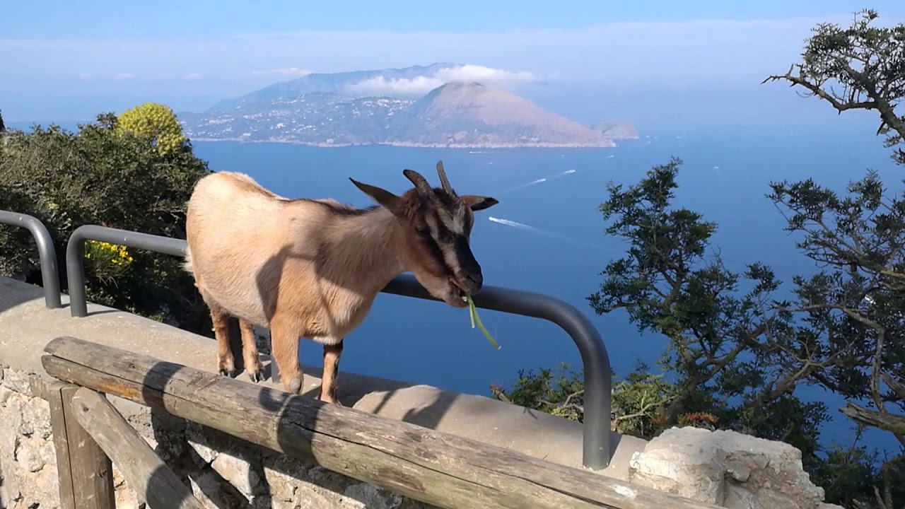 Capra a Capri! Goat in Capri! - YouTube
