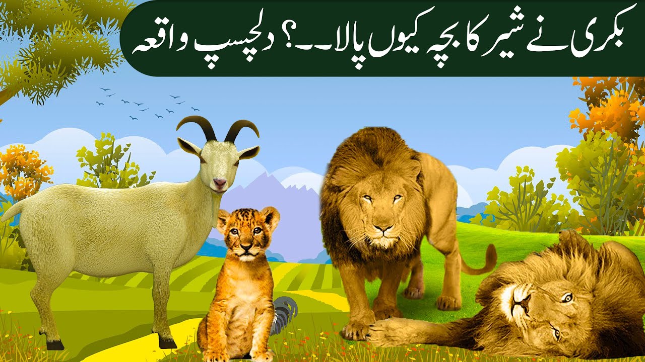 Bakri ne Sher Ka bacha pala|Bakri aur Sher ka Waqia|Islamic Moral ...