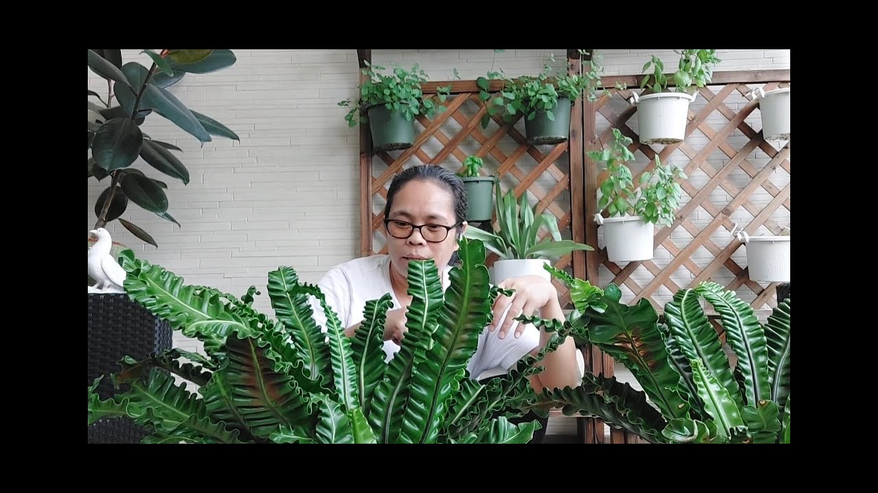 NAG LAGAY NG PATABA SA MGA HALAMAN - YouTube