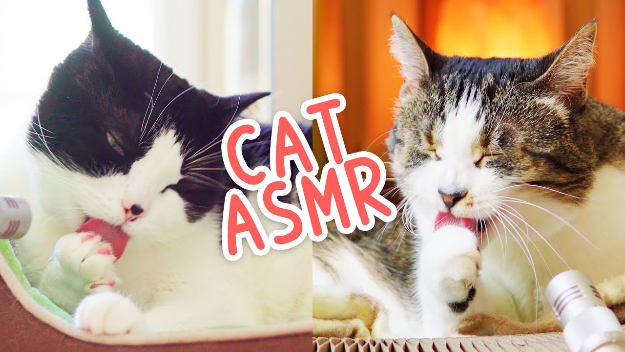 🎧 ASMR Cats Grooming #87 - YouTube
