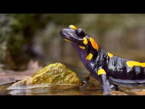 амфибии - YouTube