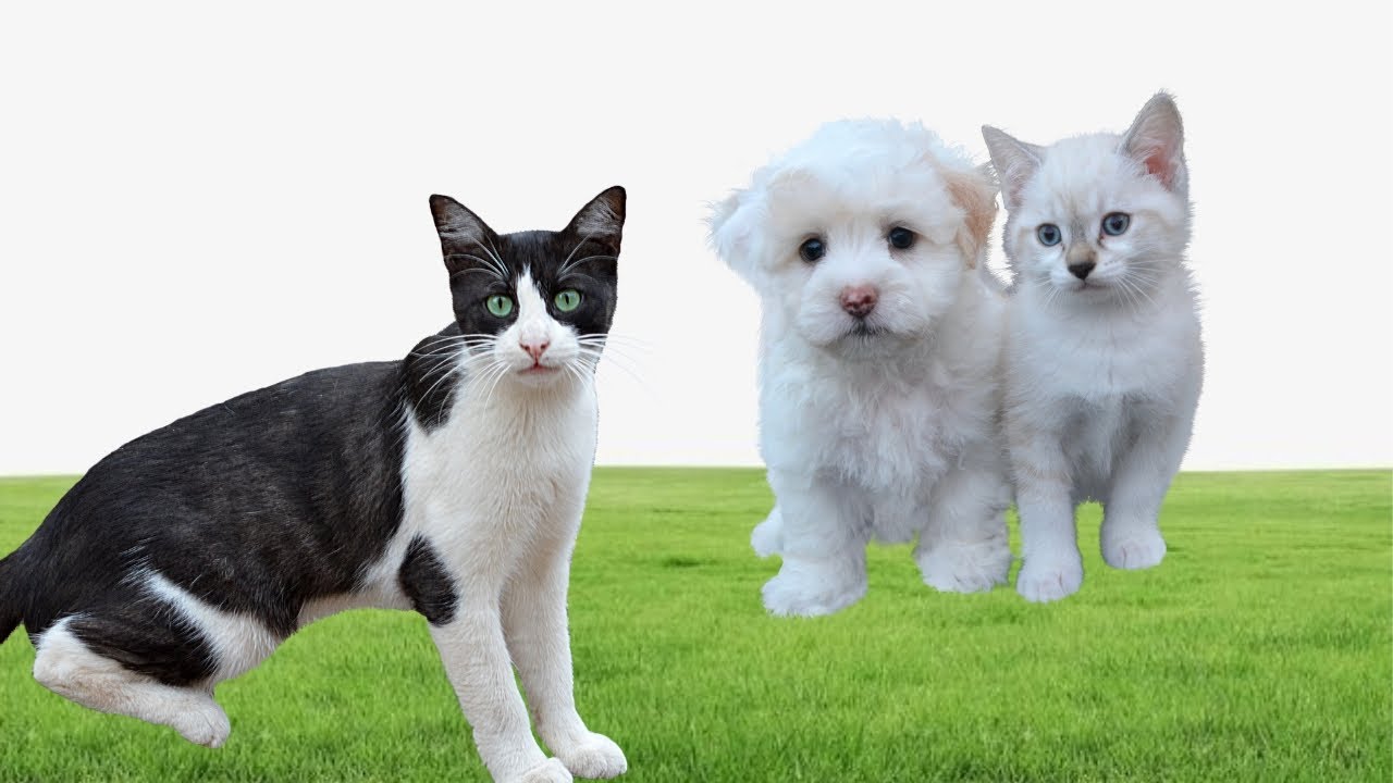 CUTE ANIMALS : CAT, DOG, GOAT, RABBIT - YouTube