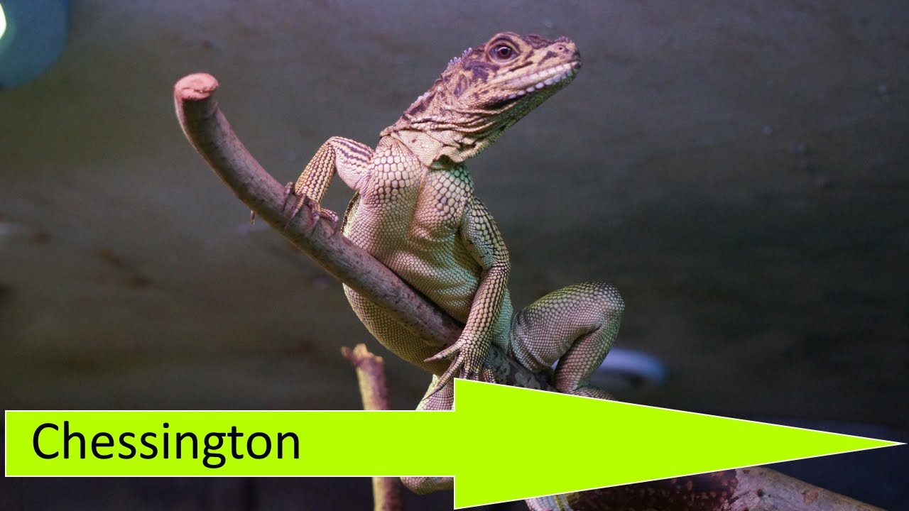 A year with a Merlin Pass (parents guide): Chessington - YouTube
