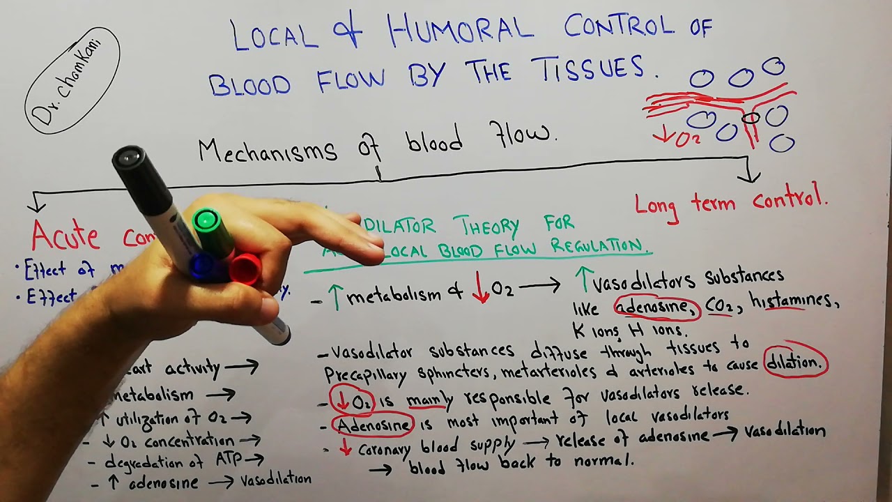 CVS physiology 96. Vasodilator theory for acute local blood flow ...