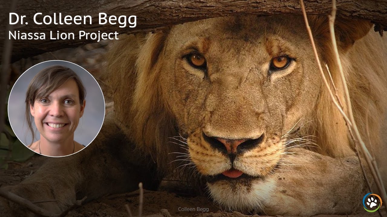 Niassa Lion Project · Coleen Begg · SF Expo 2016 - YouTube