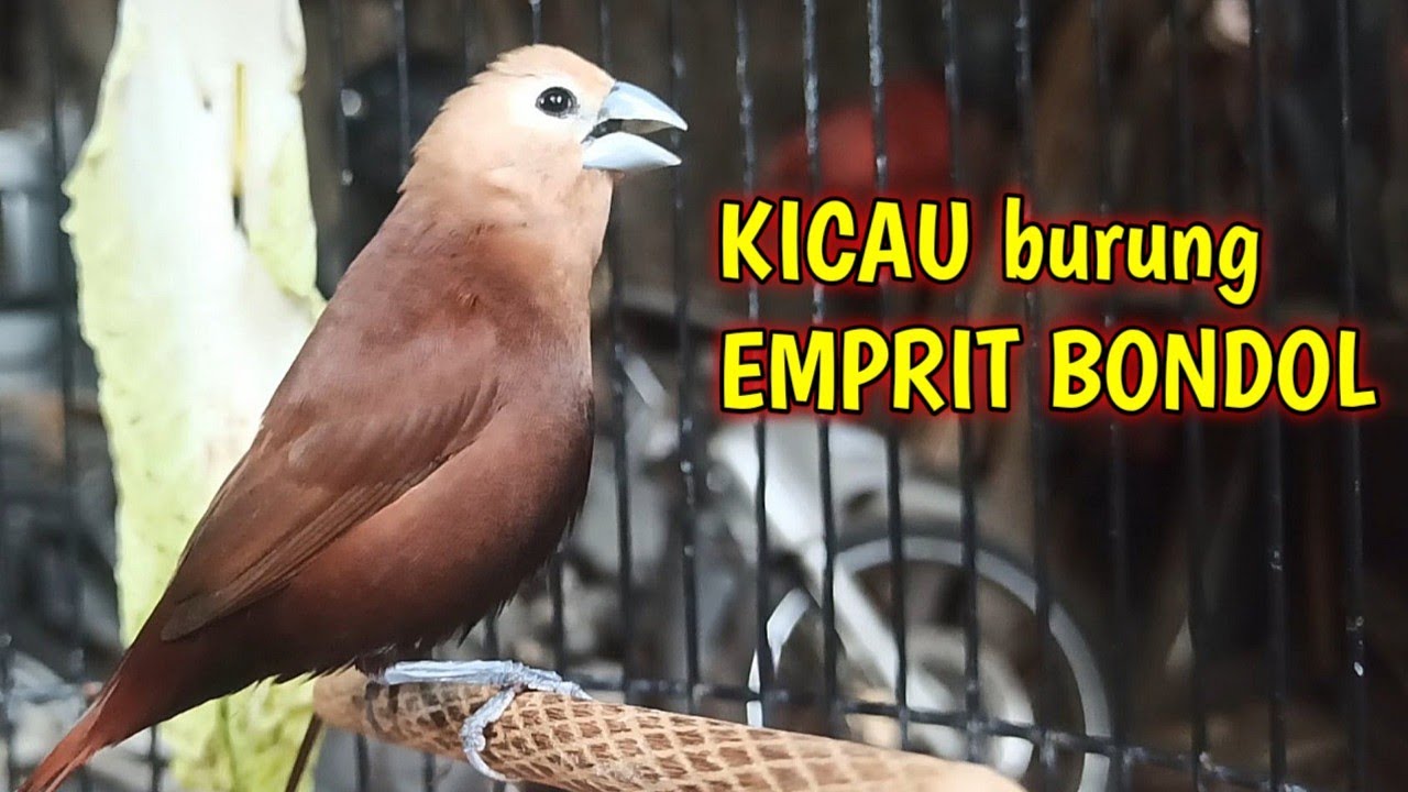 birdsong white headed munia java sparrow bird sounds,songbird,chirping ...