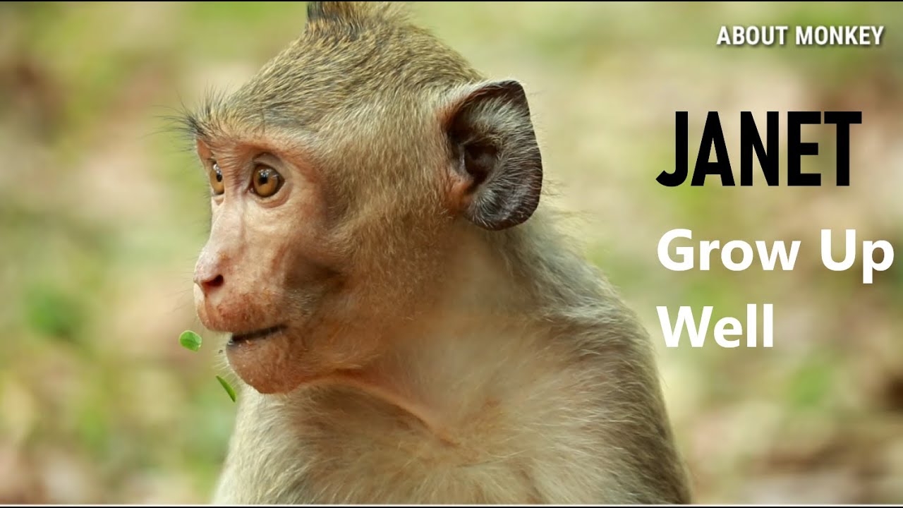 New update!! Janet Monkey Grow Up Well , Scream So Loud Super Fight ...