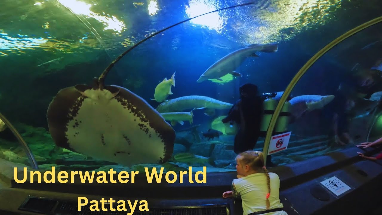 Underwater World Pattaya Giant Fish Feeding (June 17, 2023) - YouTube