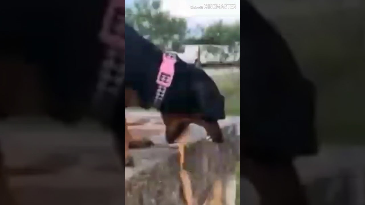 Dog Puking Meme - YouTube