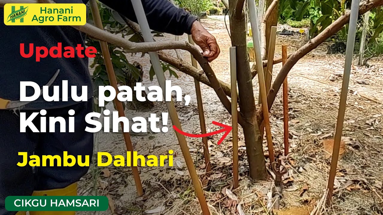 Jambu Dalhari Indonesia | Hanani Agro Farm - YouTube