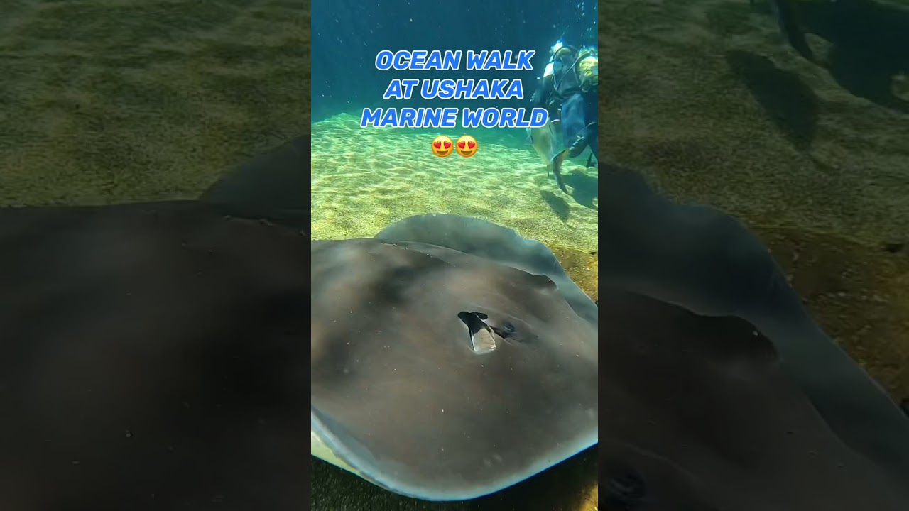 WALKING IN A AQUARIUMS OPEN OCEAN TANK! 🐠 *shorts* - YouTube