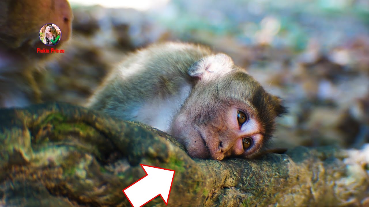 LOOK AT POOR BOBBY HE LOOK SO SAD WHAT HAPPENED TO HIM ?? - YouTube