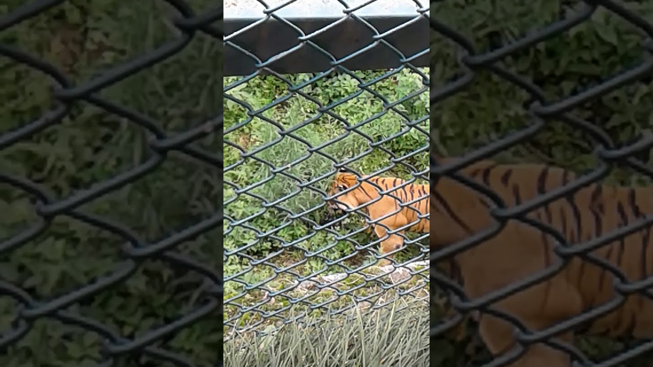 Tiger playing with crow - YouTube