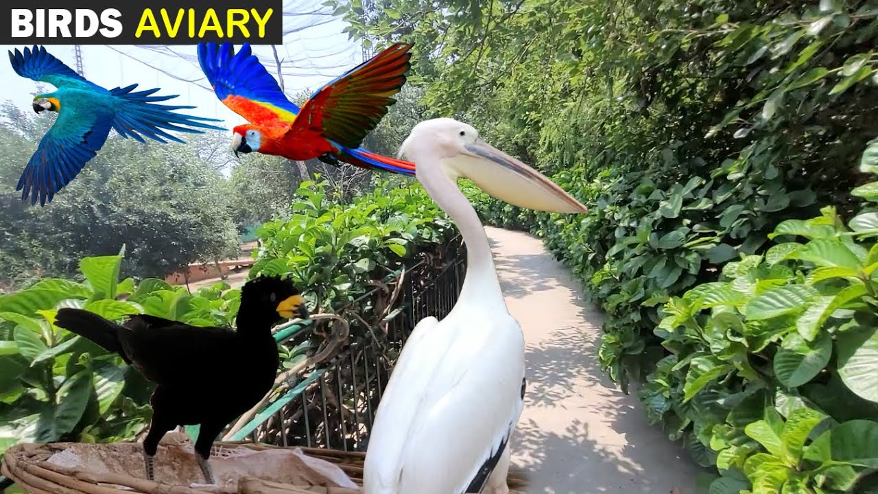 LARGEST BIRDS AVIARY || LAKE VIEW PARK || ISLAMABAD || Vlog - 22 - YouTube