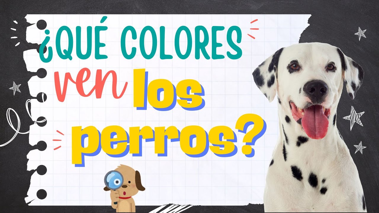 ¿Qué Colores Ven los Perros? ¡Todo lo que Necesitas Saber! - YouTube