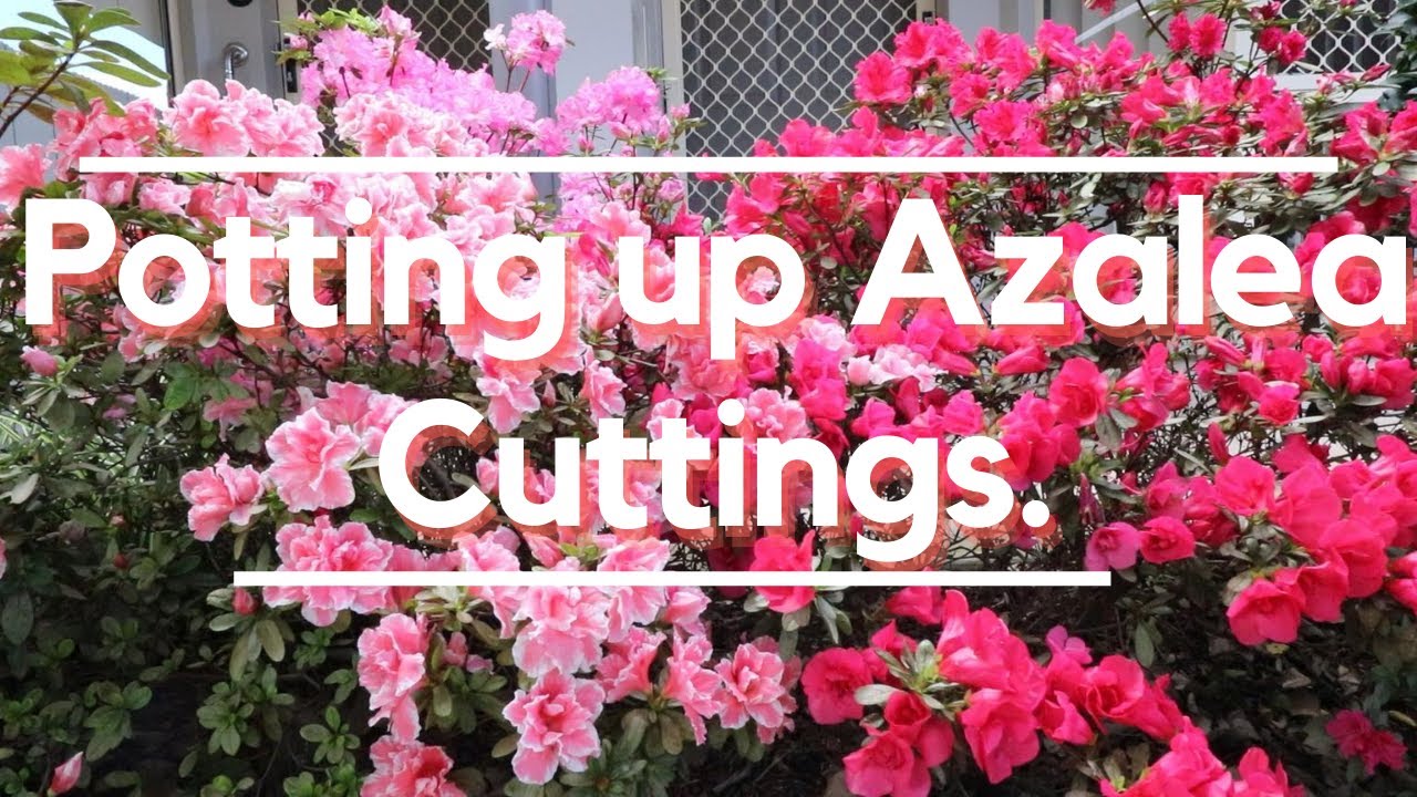 Mastering Azalea Propagation: Tips for Successful Cuttings and Rooting ...