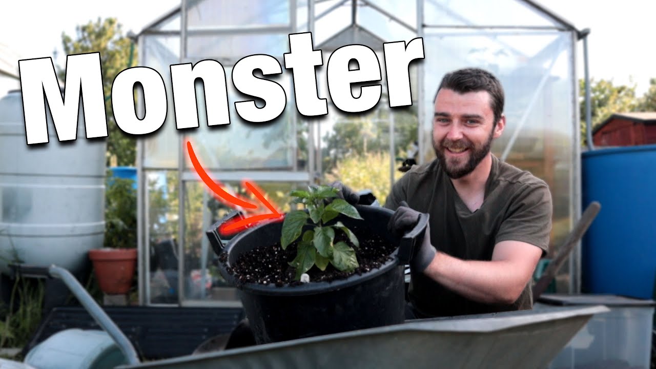 Trying to make a Monster Chilli - YouTube
