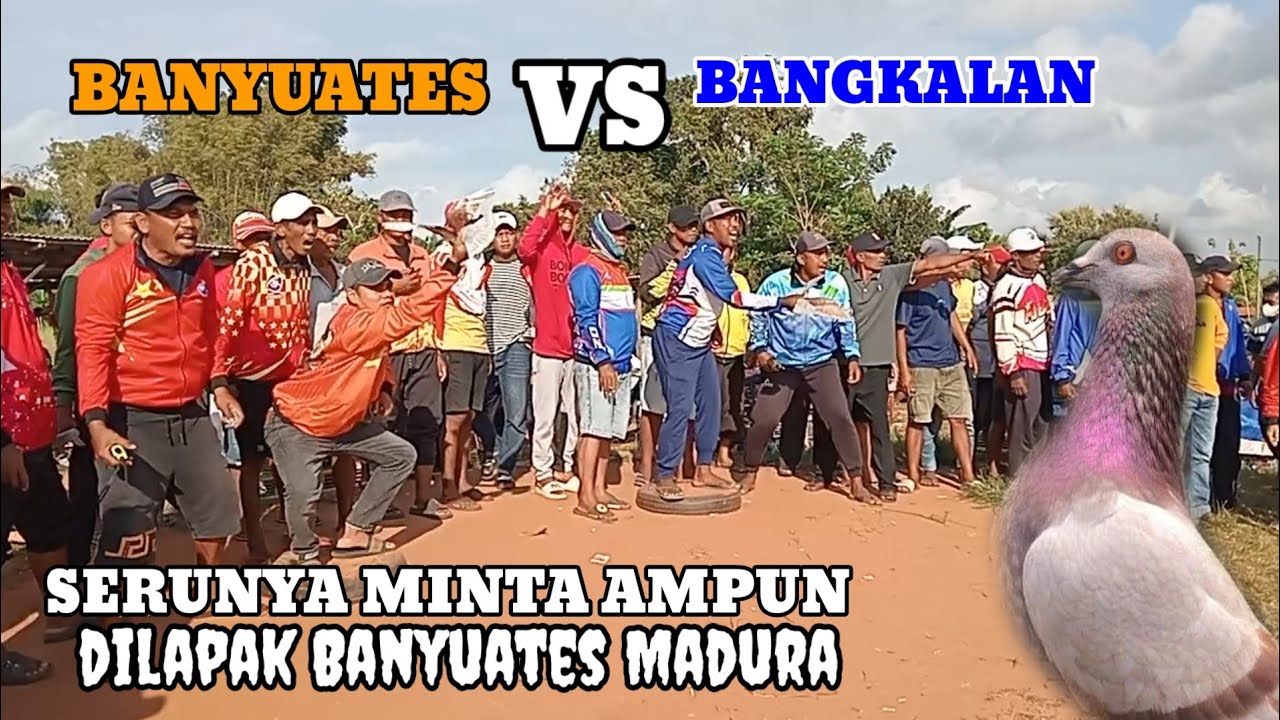Merpati balap sprint di lapak Banyuates Madura 29 Jan 2026 - YouTube