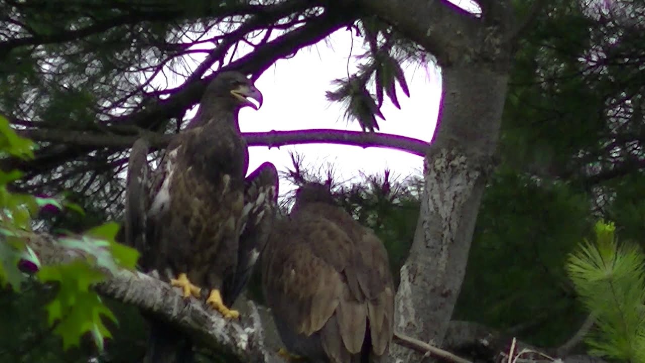 when do eaglets learn how to fly - YouTube