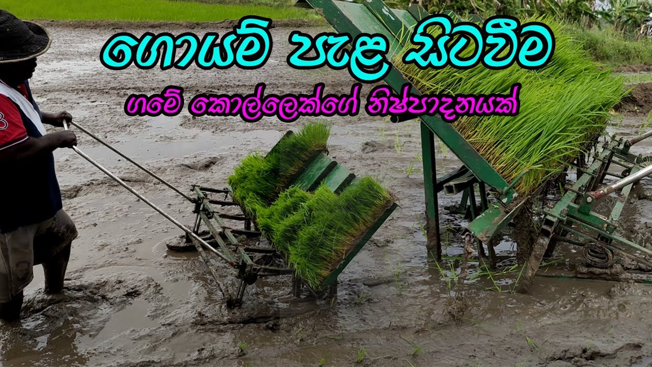ඉන්දන අවශ්‍ය නැති ගොයම් පැළ සීටවීමේ යන්ත්‍රය / Transplanting Machine ...