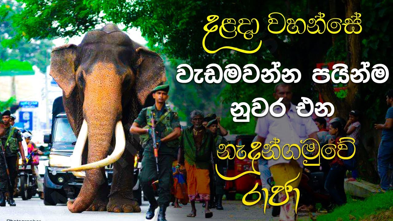 නුවර බලා යන නැදුන්ගමුවේ රාජා සහ කළු මාමා | Nadungamuwe raja I raja ...