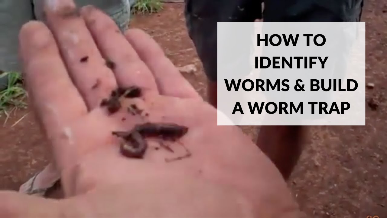 How to Identify Worms & Build a Worm Trap - YouTube