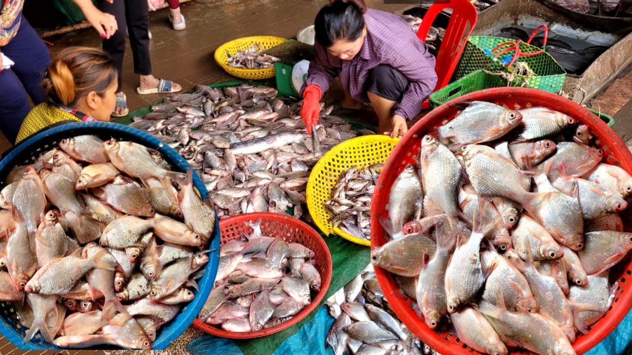 ផ្សារពន្លៃថ្ងៃនេះសម្បូរត្រីច្រកែង || Freshwater Fish Market KH [Ep.148 ...