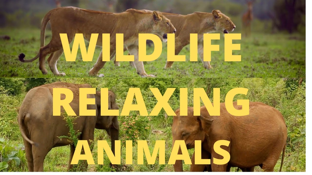 Wildlife soothing every animal in their space relaxing ( 4 Hours) - YouTube