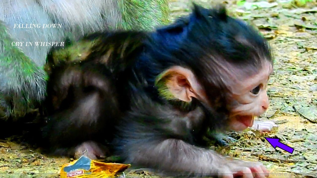 Falling Down, Get Angry,Cry In Whisper, New Baby Lizza First Time Start ...