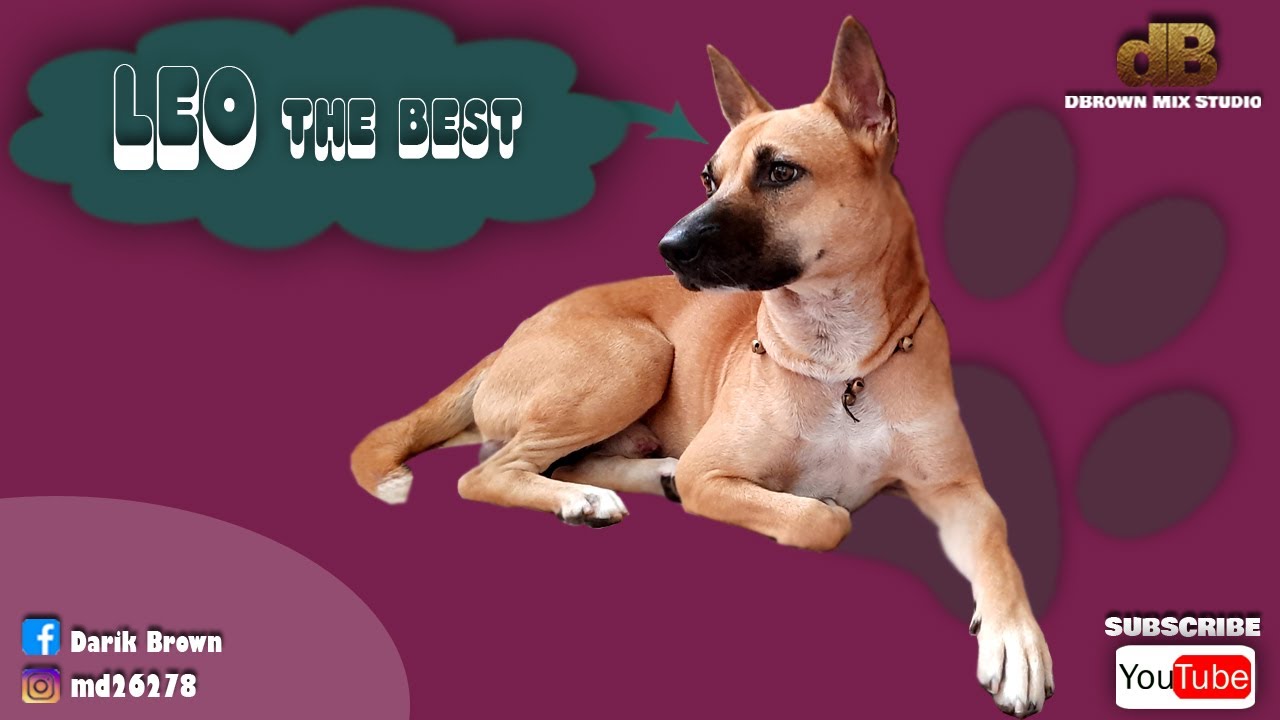 LEO The Best l Cute Leo Videos l Cute Dog Videos - YouTube