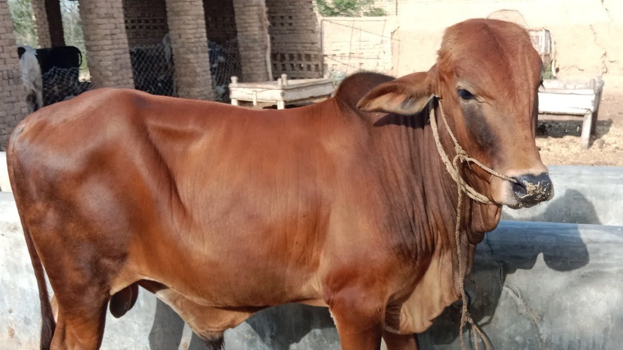 My sahiwal bull is looking beautiful 25 Apr 2023 - YouTube