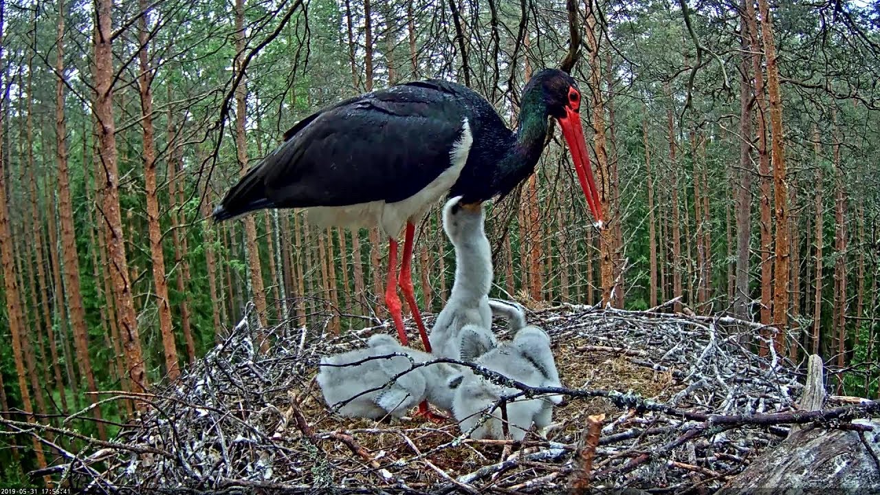 Must-toonekurg~-Karl II brings a lot of food~17:56 PM 2019/05/31 - YouTube