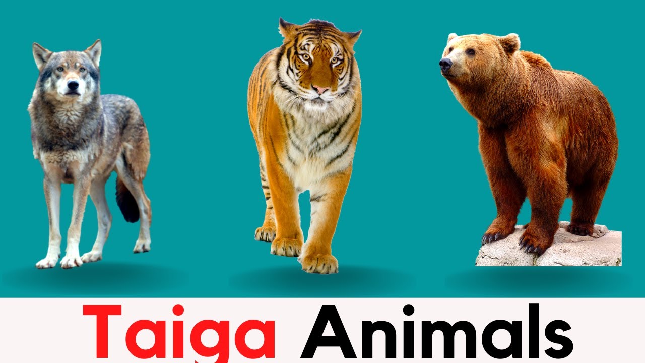 Taiga Animals Names With Picture | Easy Spelling Words - YouTube
