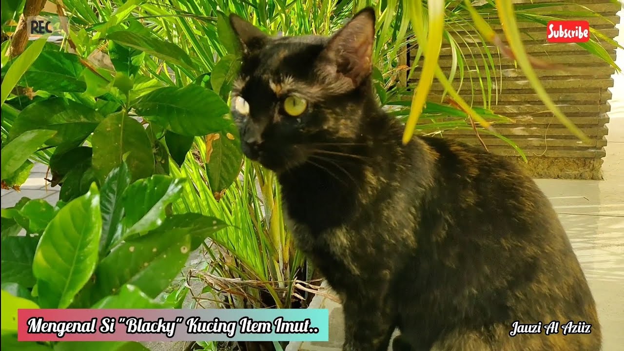 Mengenal Si "Blacky" Kucing Item Imut - YouTube