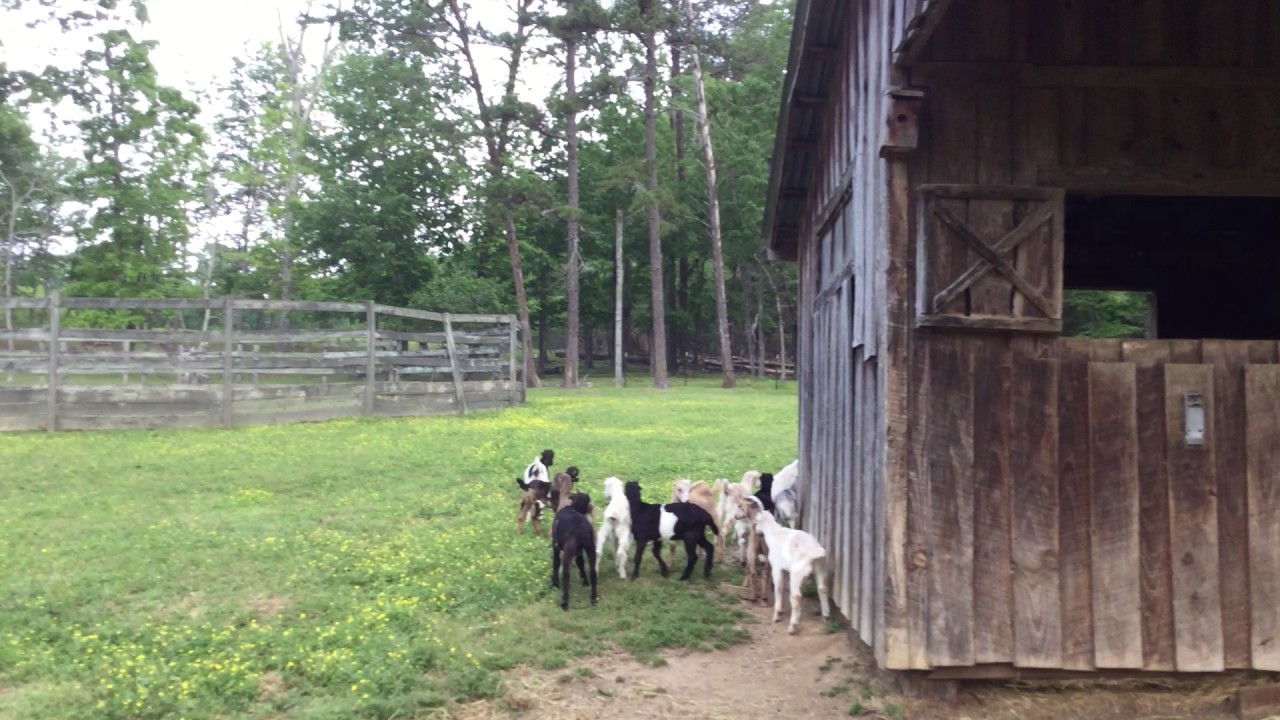 Baby Sassy Goat Stampede!! - YouTube