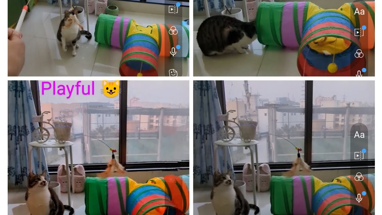 How to play with cat 🐈| Cat Play 🐈 | Playful Cat 😺 |cat toys #cat # ...
