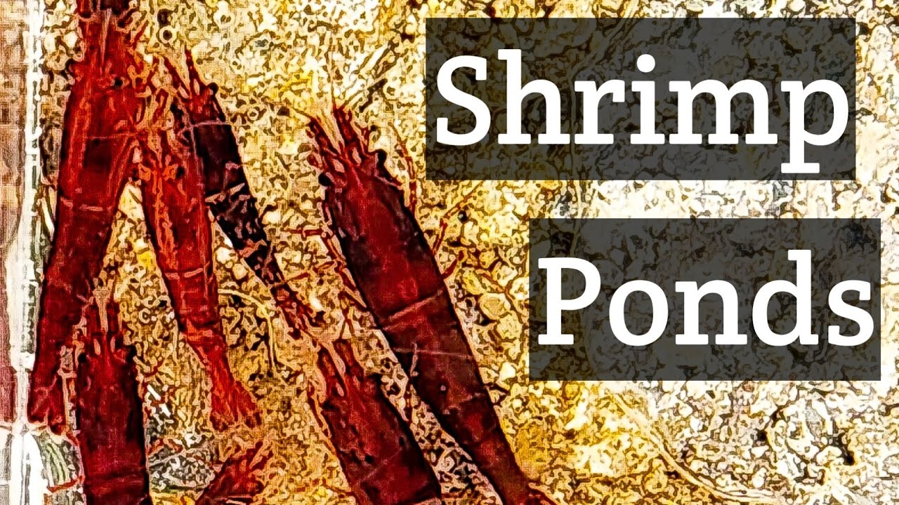 Breeding Shrimp Outside In My Yard - Summer Shrimp Ponds - YouTube