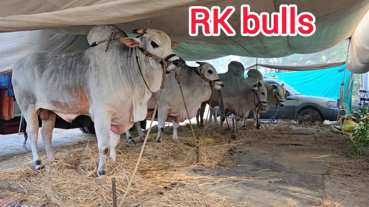 RK BULLS - YouTube