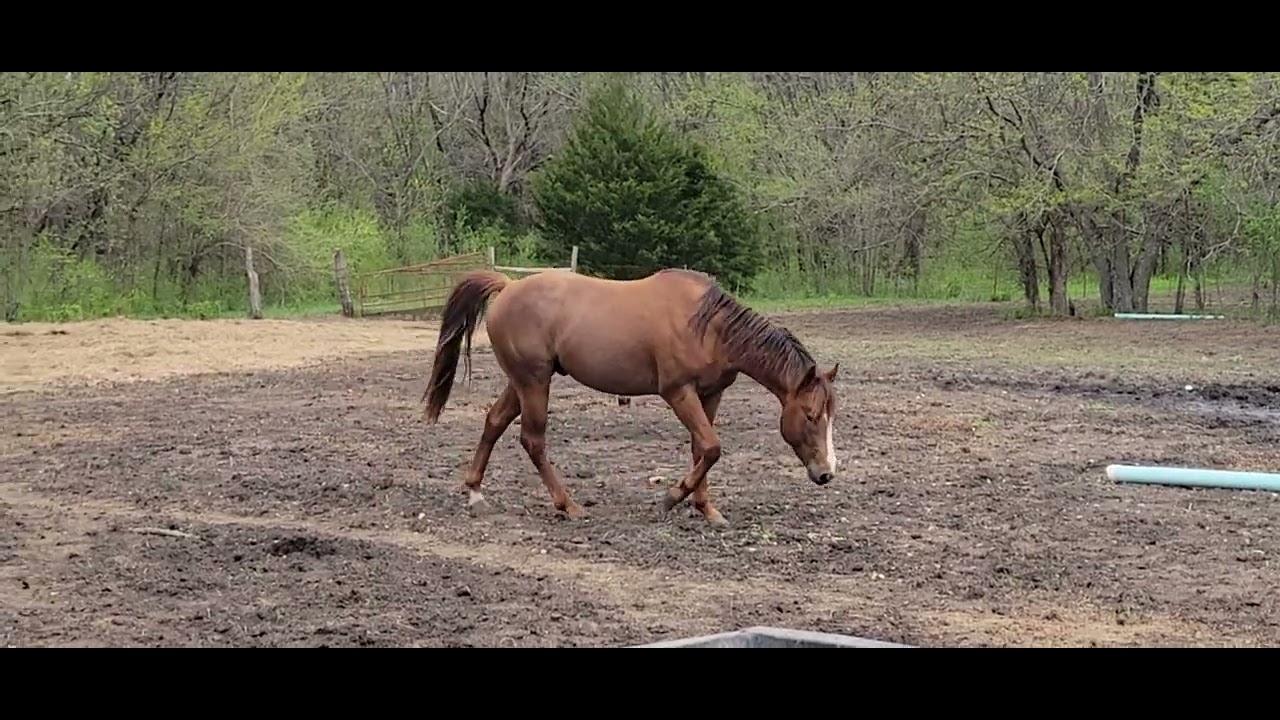 Flint Hills Legacy "Chili" - 04/20/2024 - YouTube