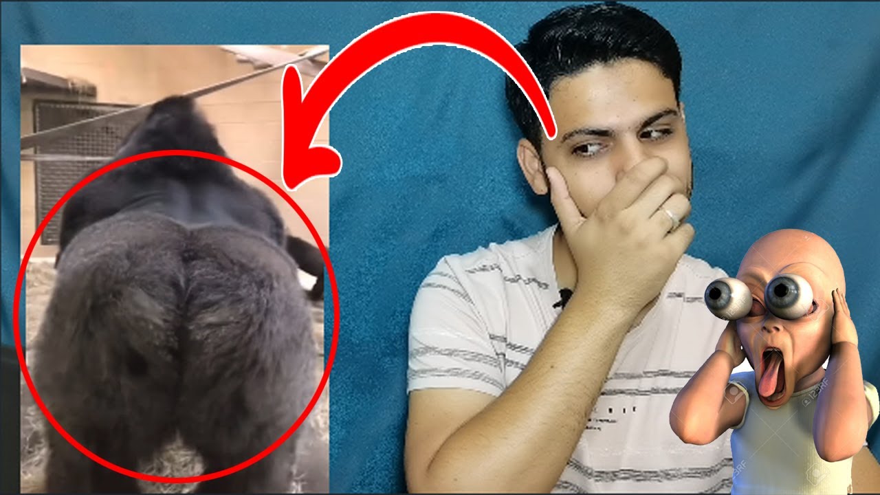 Big Monkey Showing Ass To Viewers | Funny Monkey Reaction | Anonymous ...