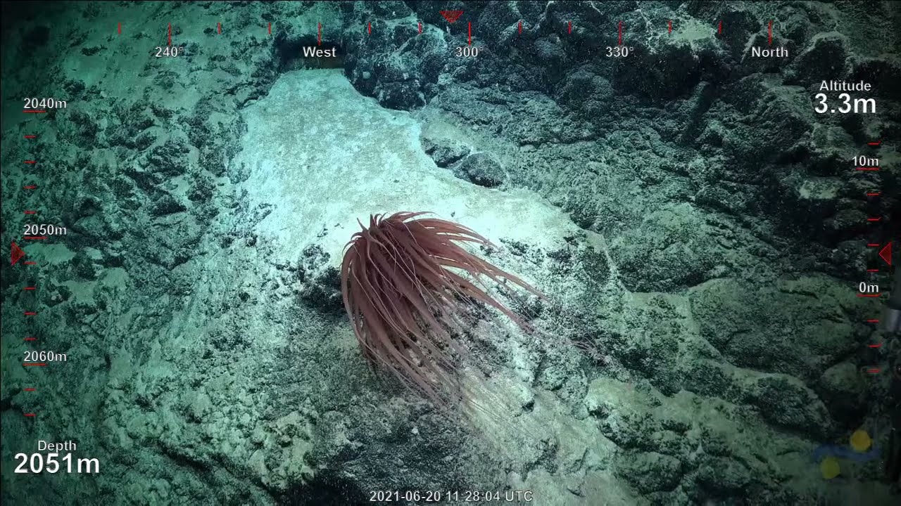 ROV Dive 427 - US EEZ Far West Seamount - PRIMNM - YouTube