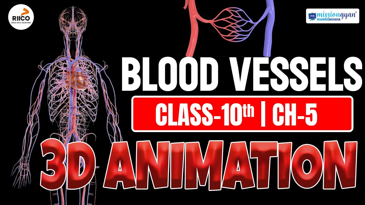 Blood Vessels 3d Animation | Blood Vessels in English | Class 10 ...