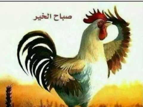 نشيد كوكو عند الفجر للاطفال