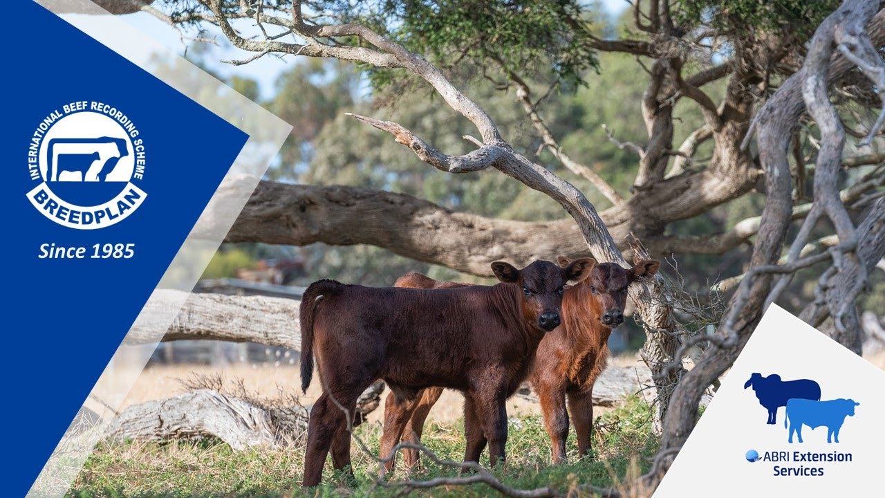 A BREEDPLAN Guide to Interpreting EBVs Promo - YouTube