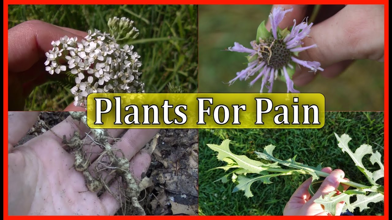 5 BEST Plants For PAIN And INFLAMMATION!! - YouTube