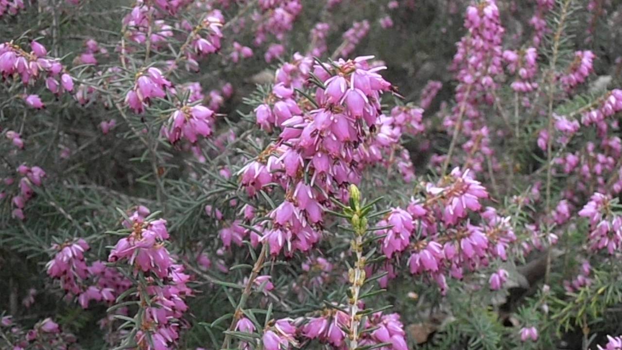Brezo rosado: Erica x darleyensis (www.riomoros.com) - YouTube