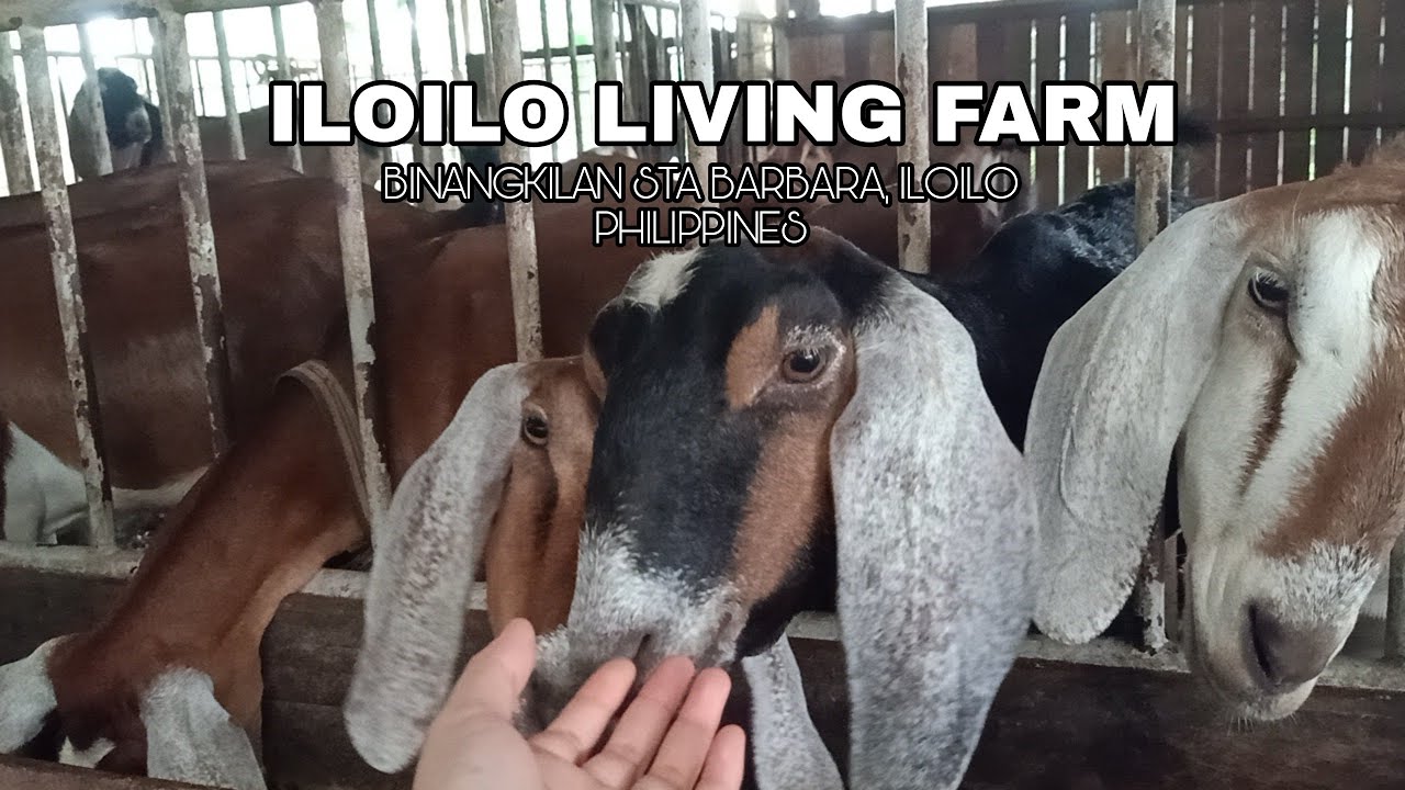 ILOILO LIVING FARM(Breed Goats) l Binangkilan Sta barbara Iloilo ...