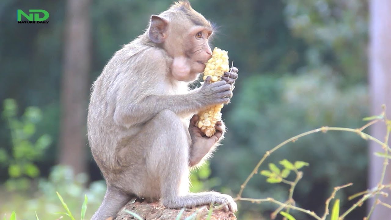 poor monkey crazy with eating coz their no foods - YouTube