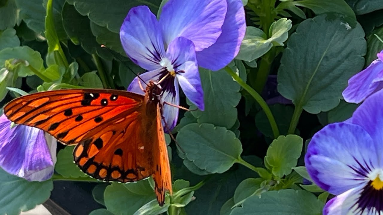 Planting violas, pansies and dusty miller! - YouTube